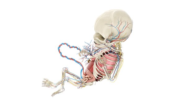 3D model Fetus Anatomy Week 22 Static - TurboSquid 1838139