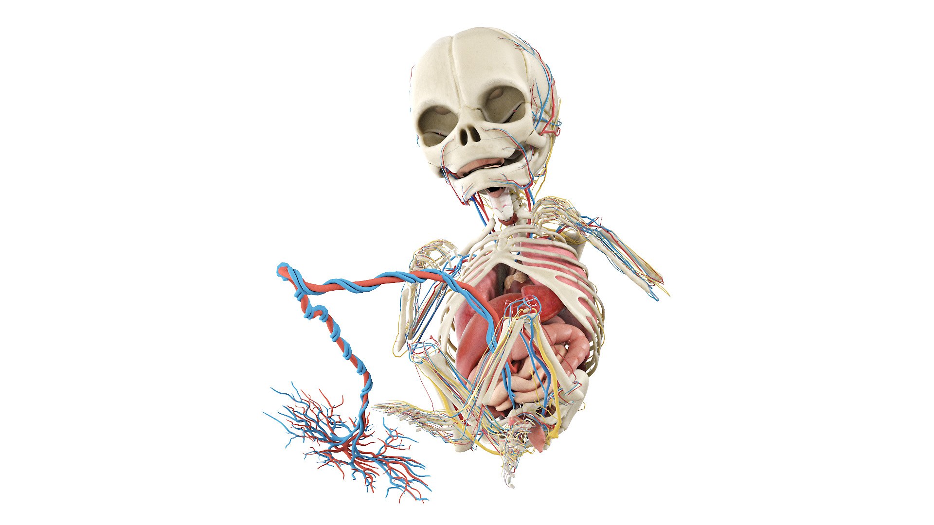 3D Model Fetus Anatomy Week 22 Static - TurboSquid 1838139