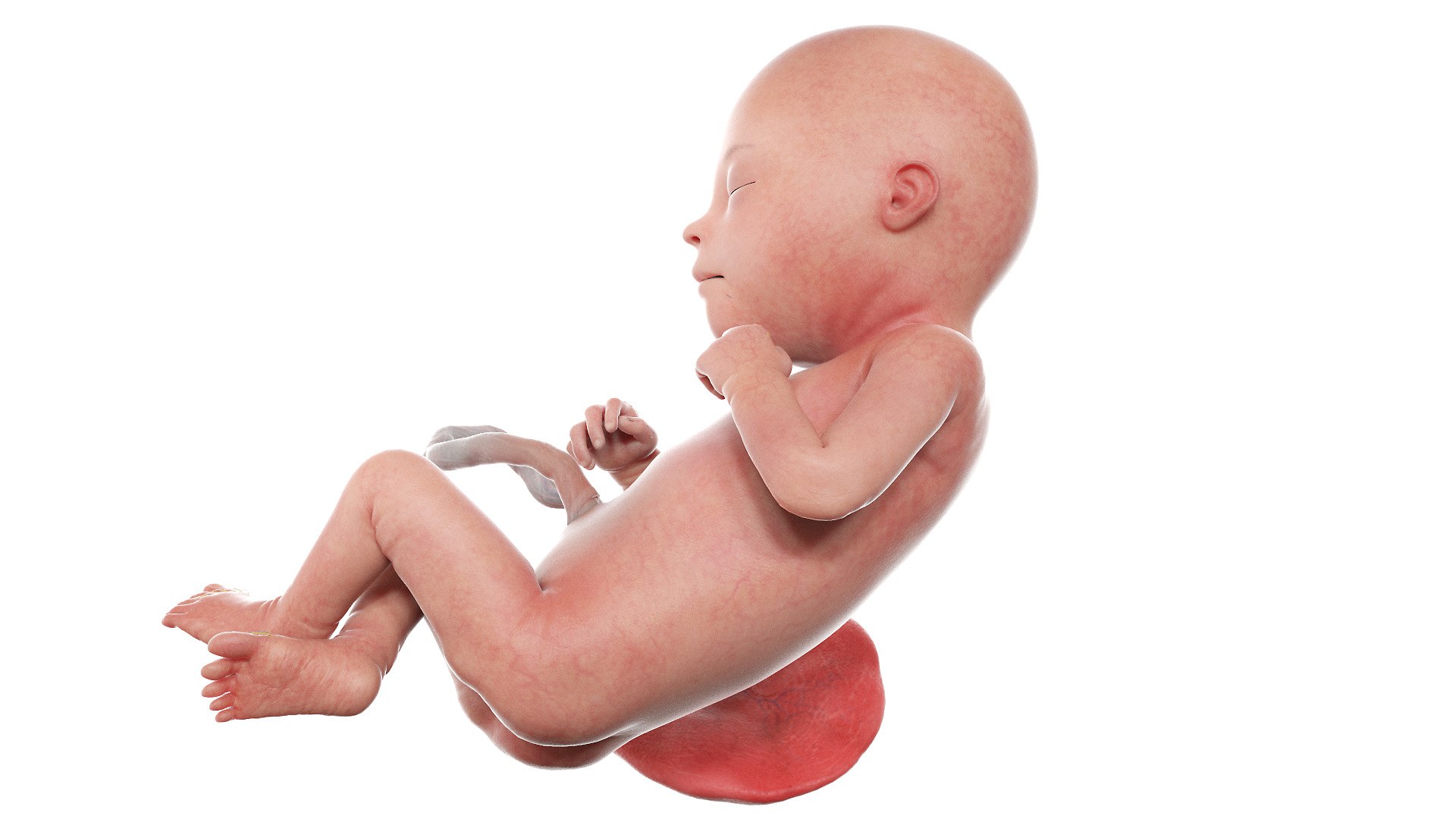 3D Model Fetus Anatomy Week 22 Static - TurboSquid 1838139