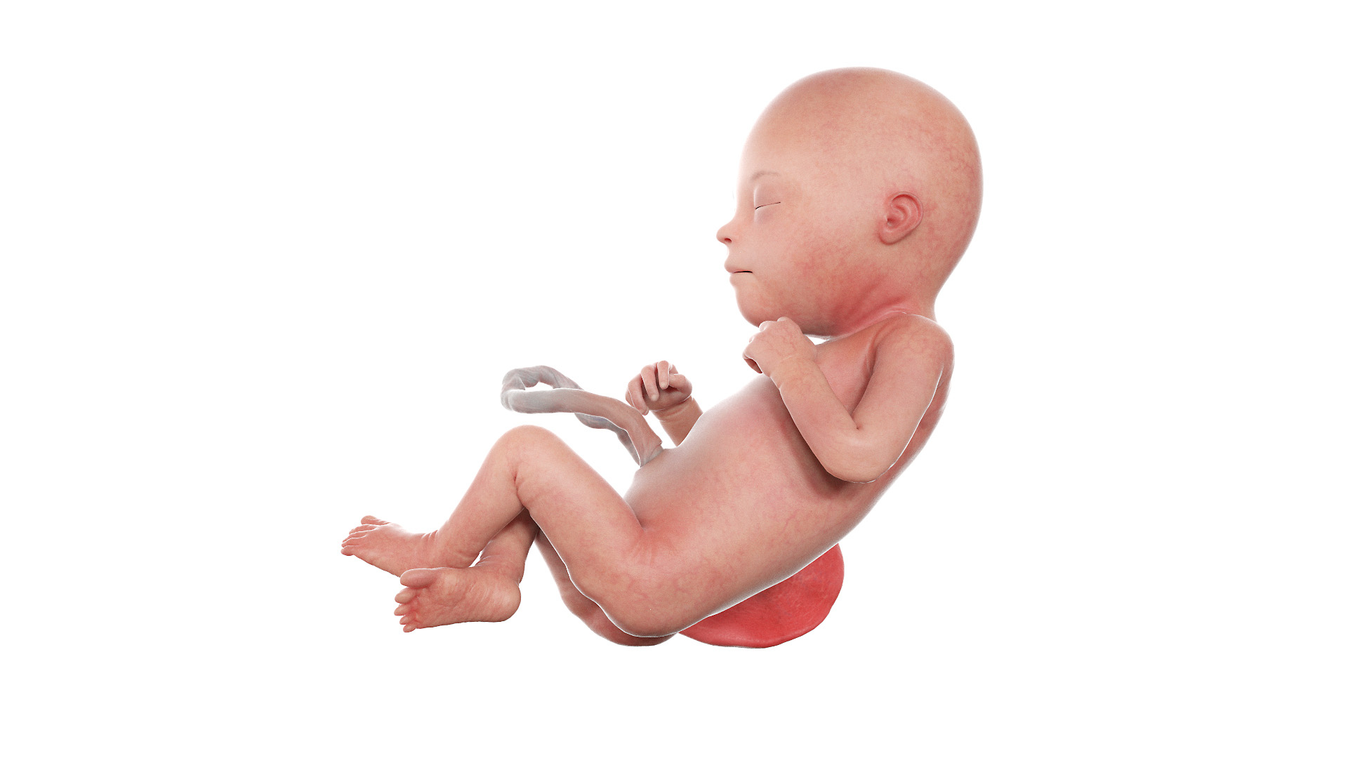 3D Model Fetus Anatomy Week 22 Static - TurboSquid 1838139