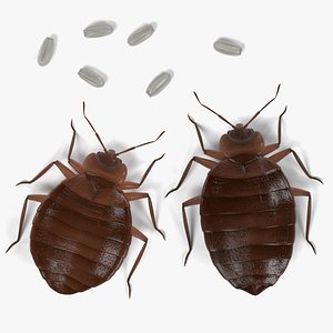 3D Bedbug Models - Browse & Download Formats - TurboSquid