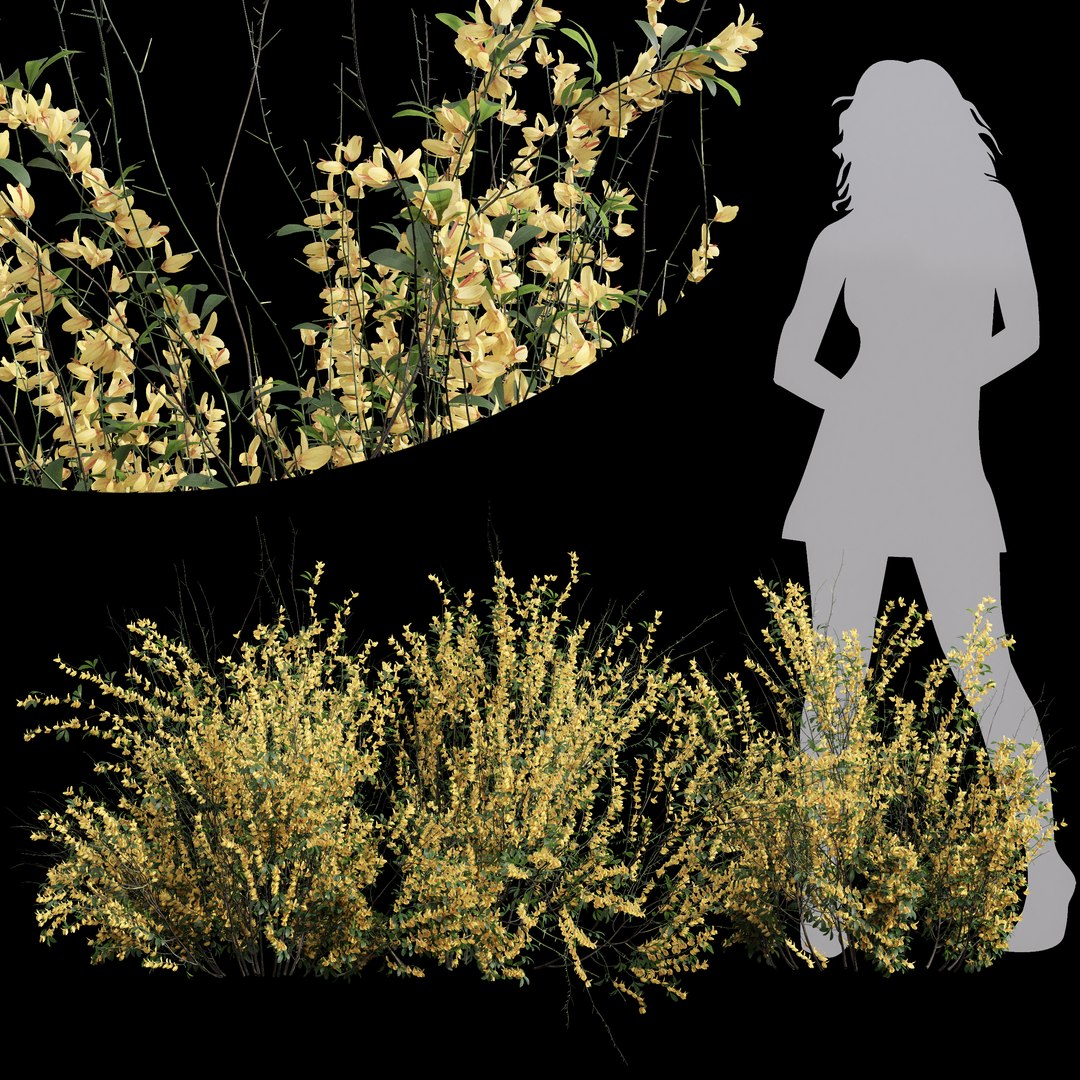 8 Different 3D Models In The Scene Cytisus Scoparius Small Medium Tall ...