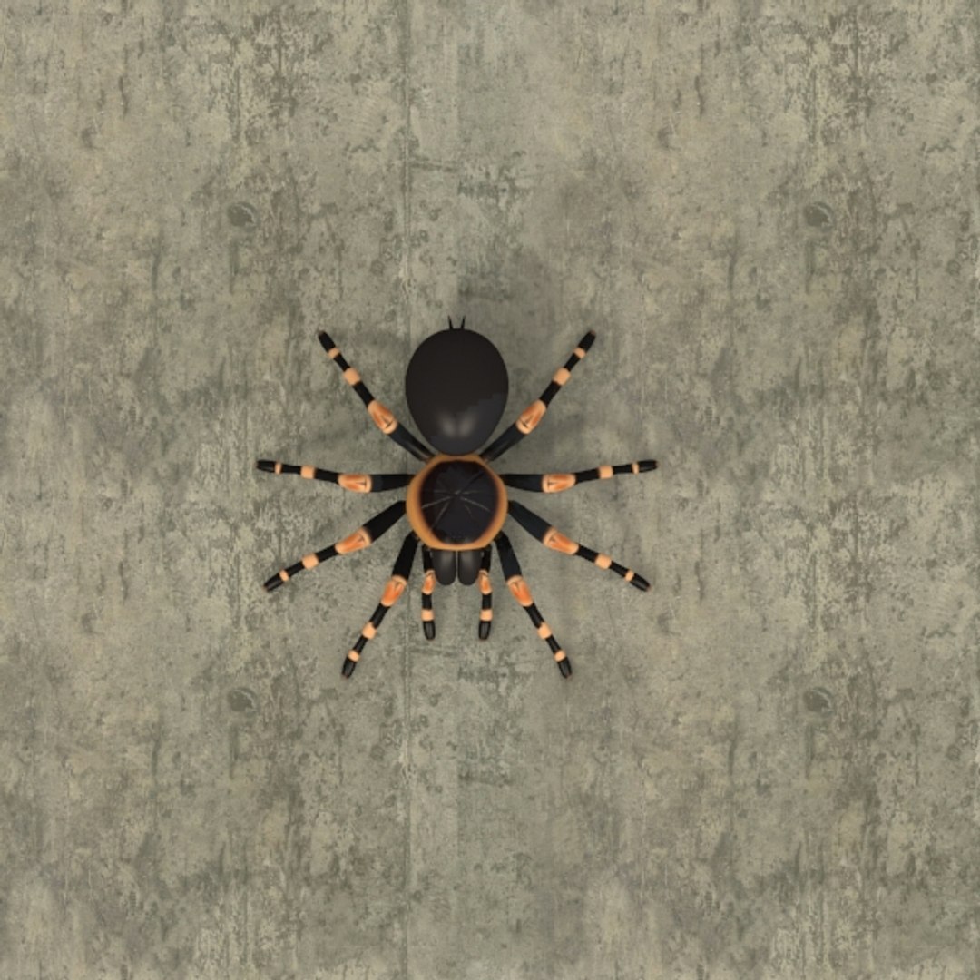3d Mexican Tarantula Animation Model