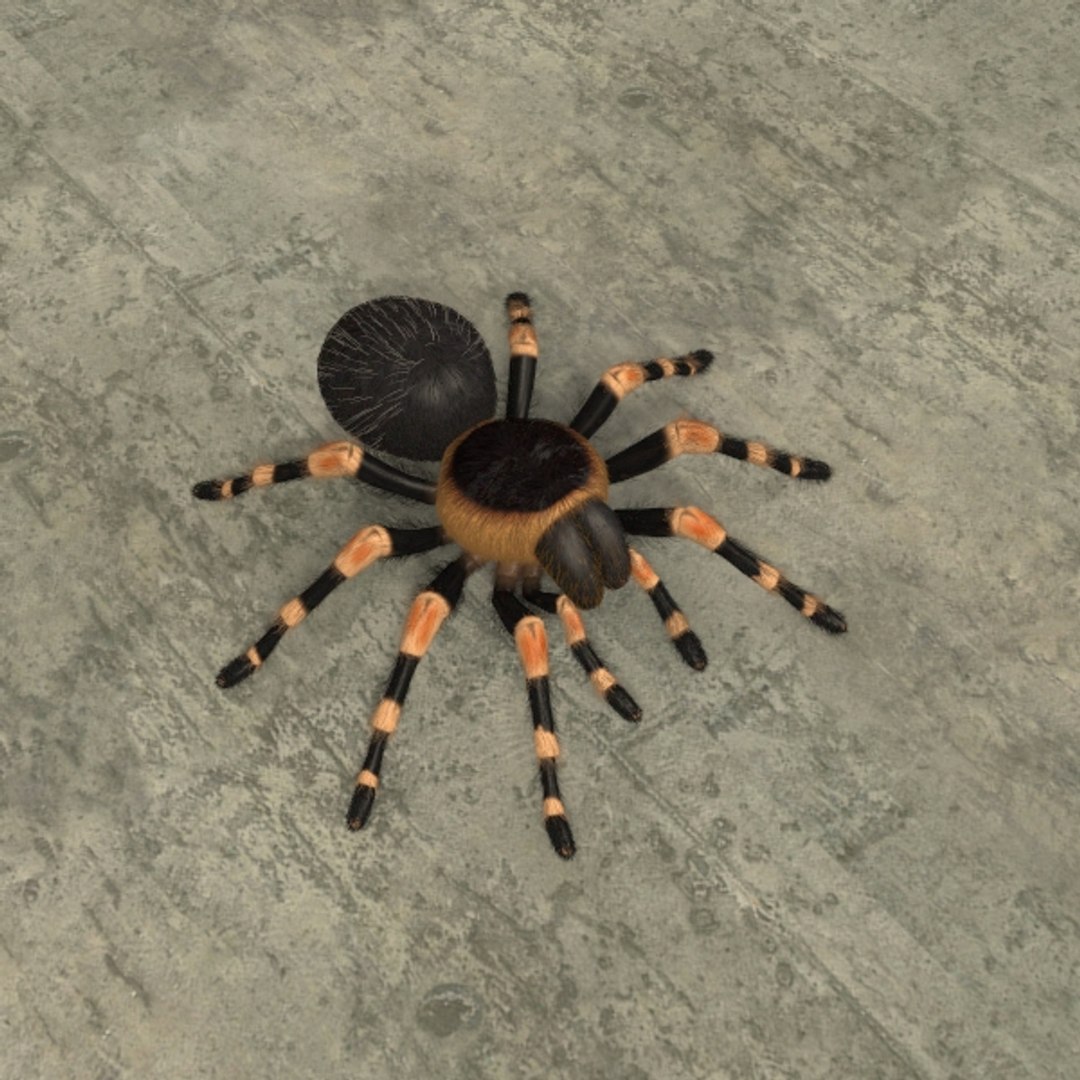 3d Mexican Tarantula Animation Model