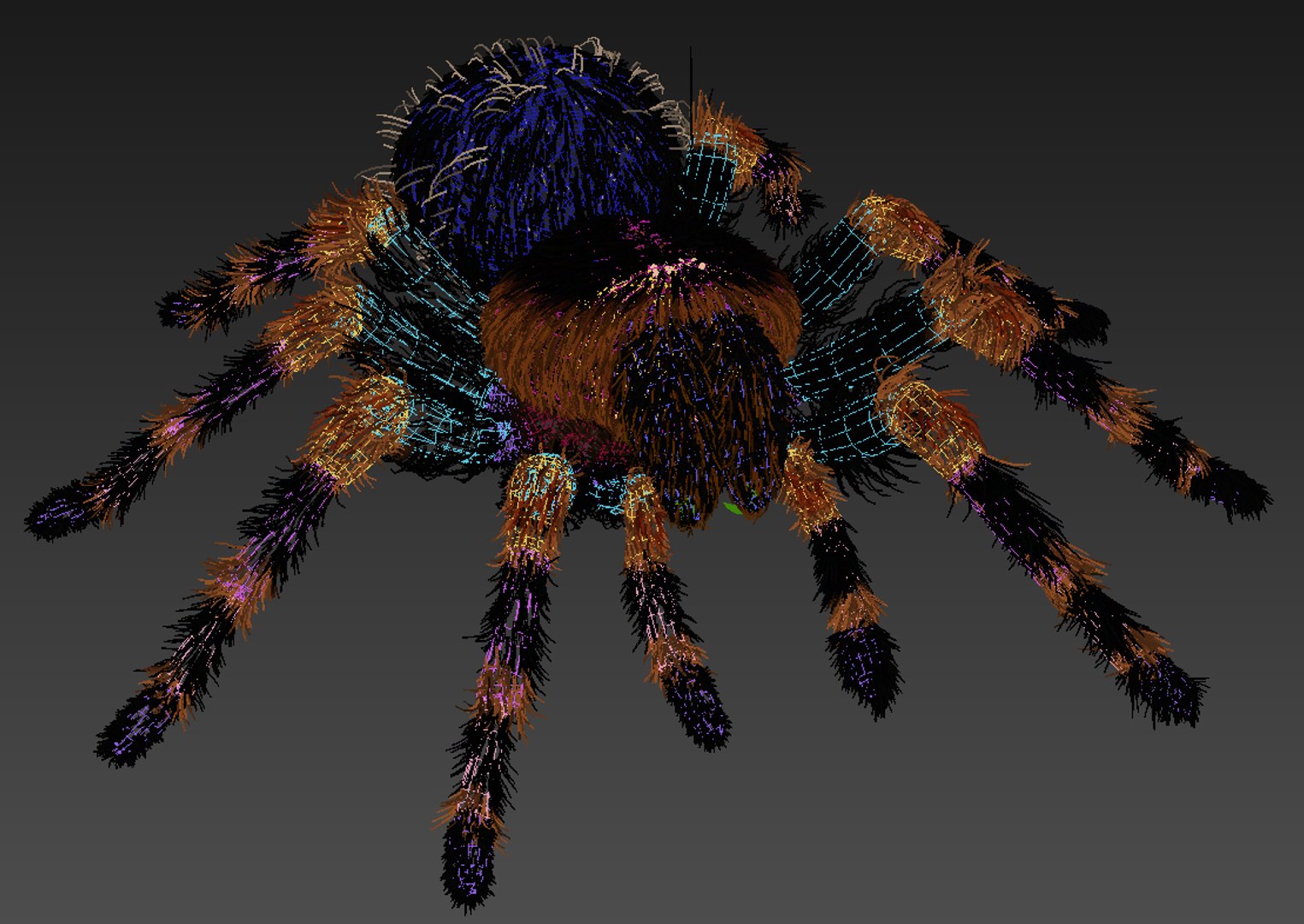 3d Mexican Tarantula Animation Model