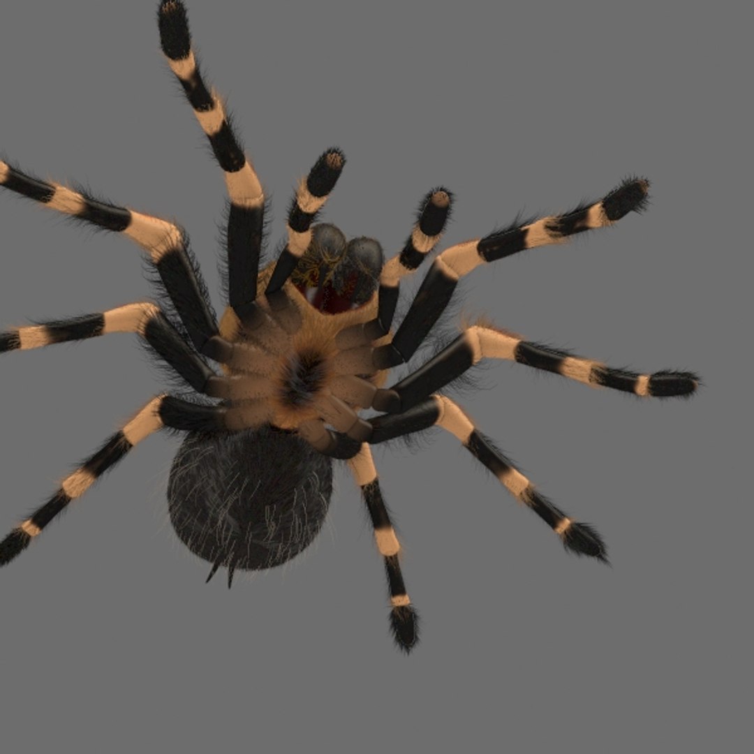 3d Mexican Tarantula Animation Model