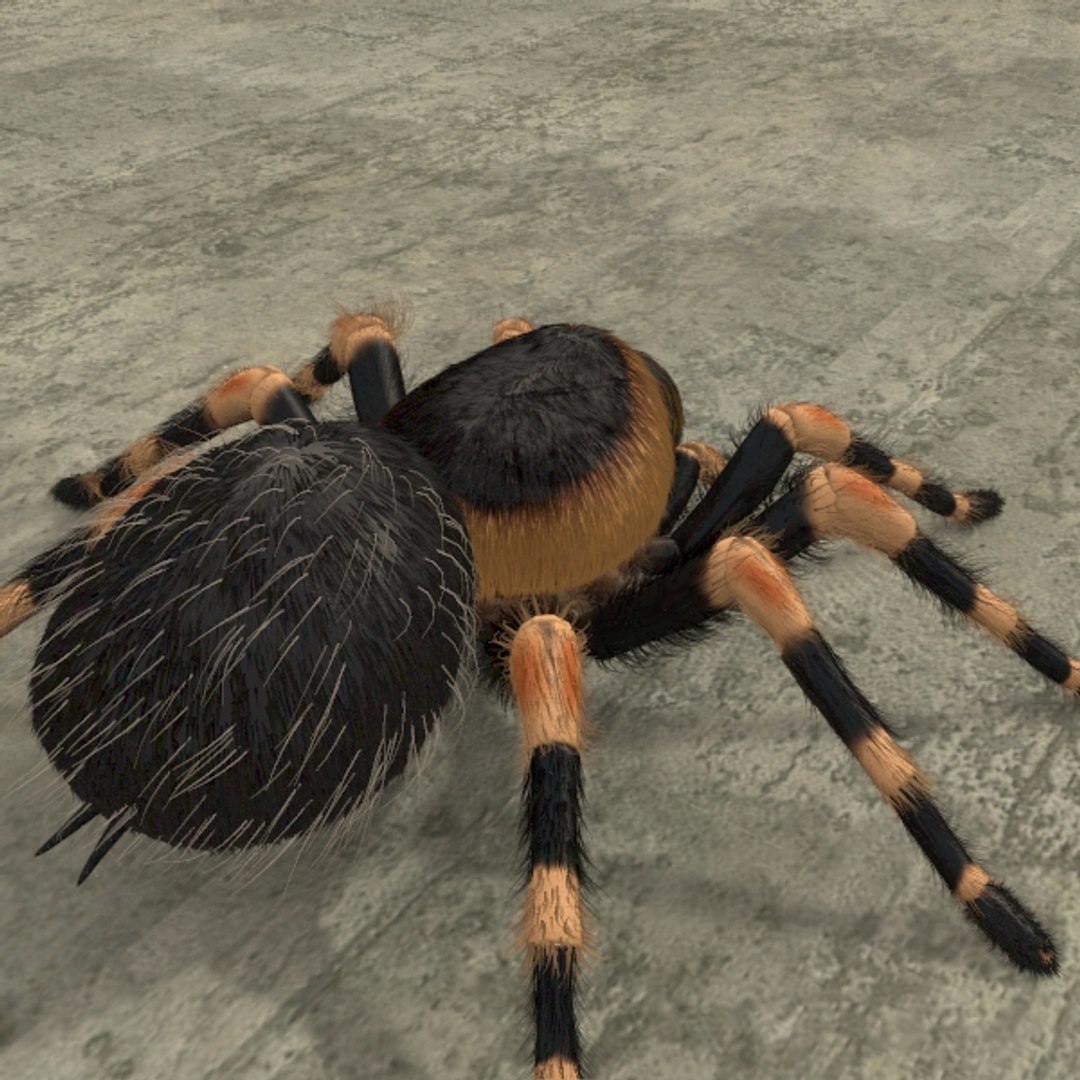 3d Mexican Tarantula Animation Model