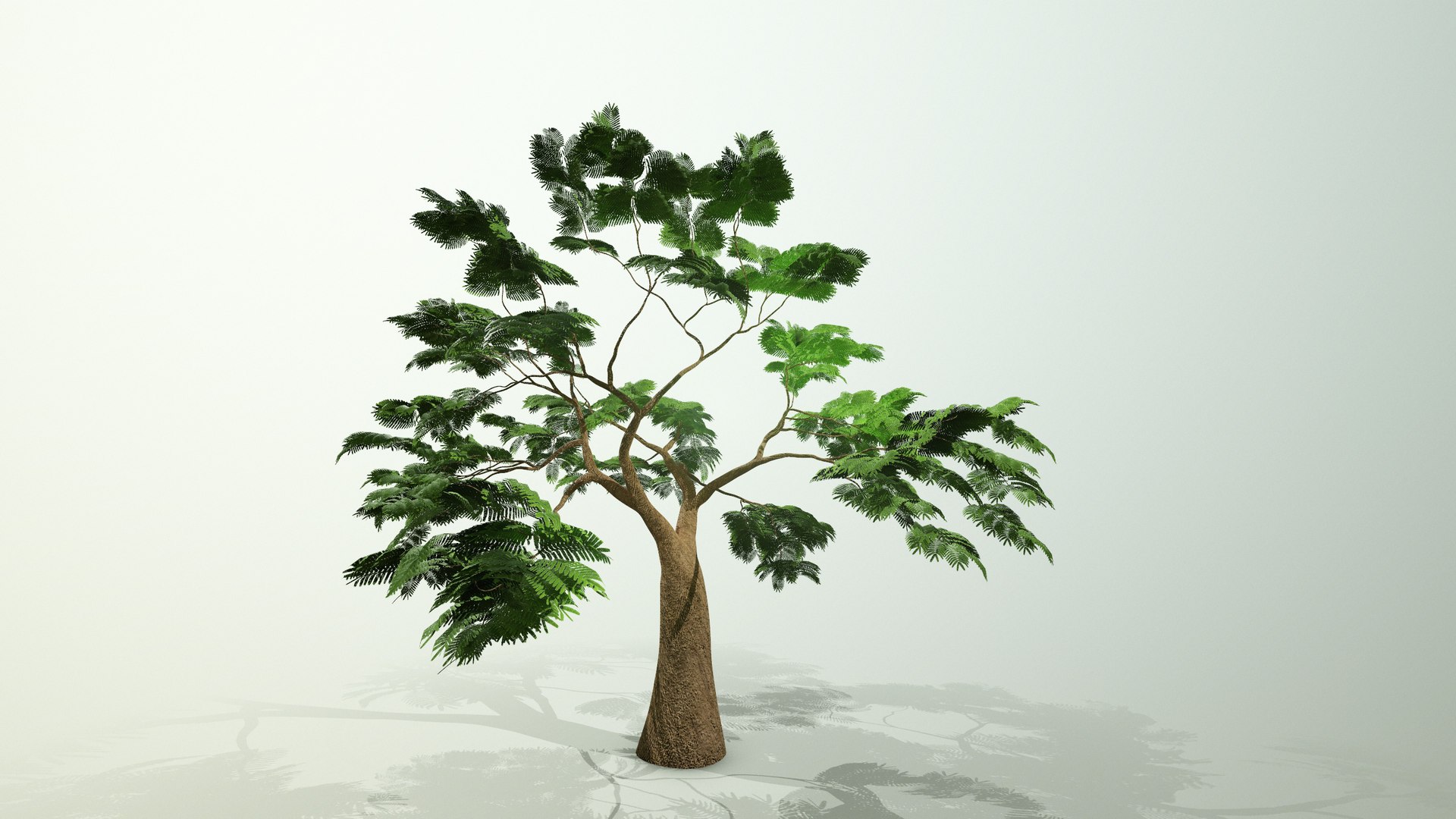 Acacia Tree 3D Model - TurboSquid 1640060