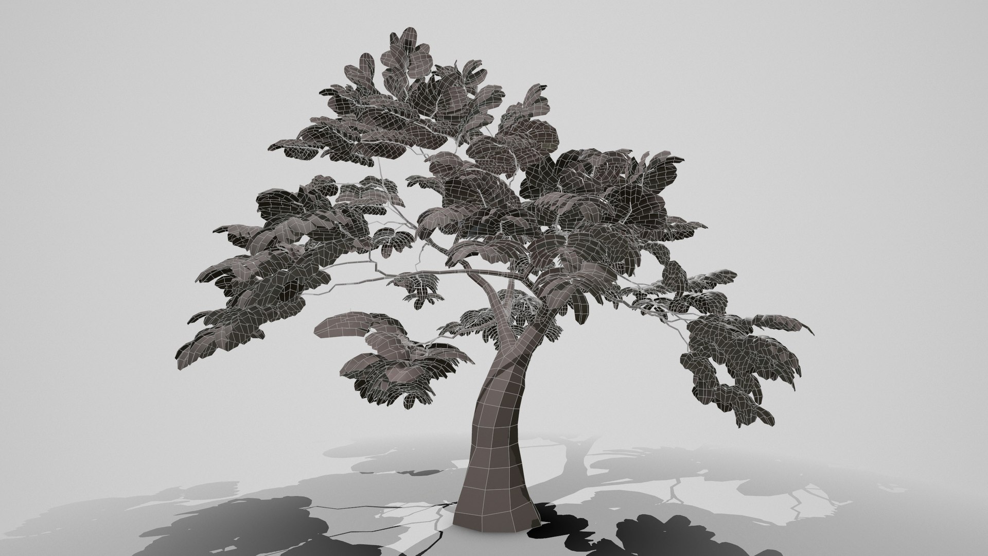 Acacia Tree 3D Model - TurboSquid 1640060