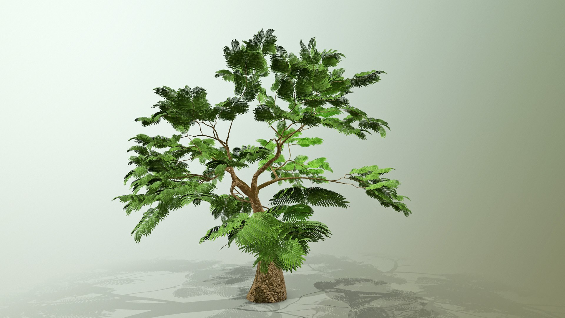 Acacia Tree 3D Model - TurboSquid 1640060