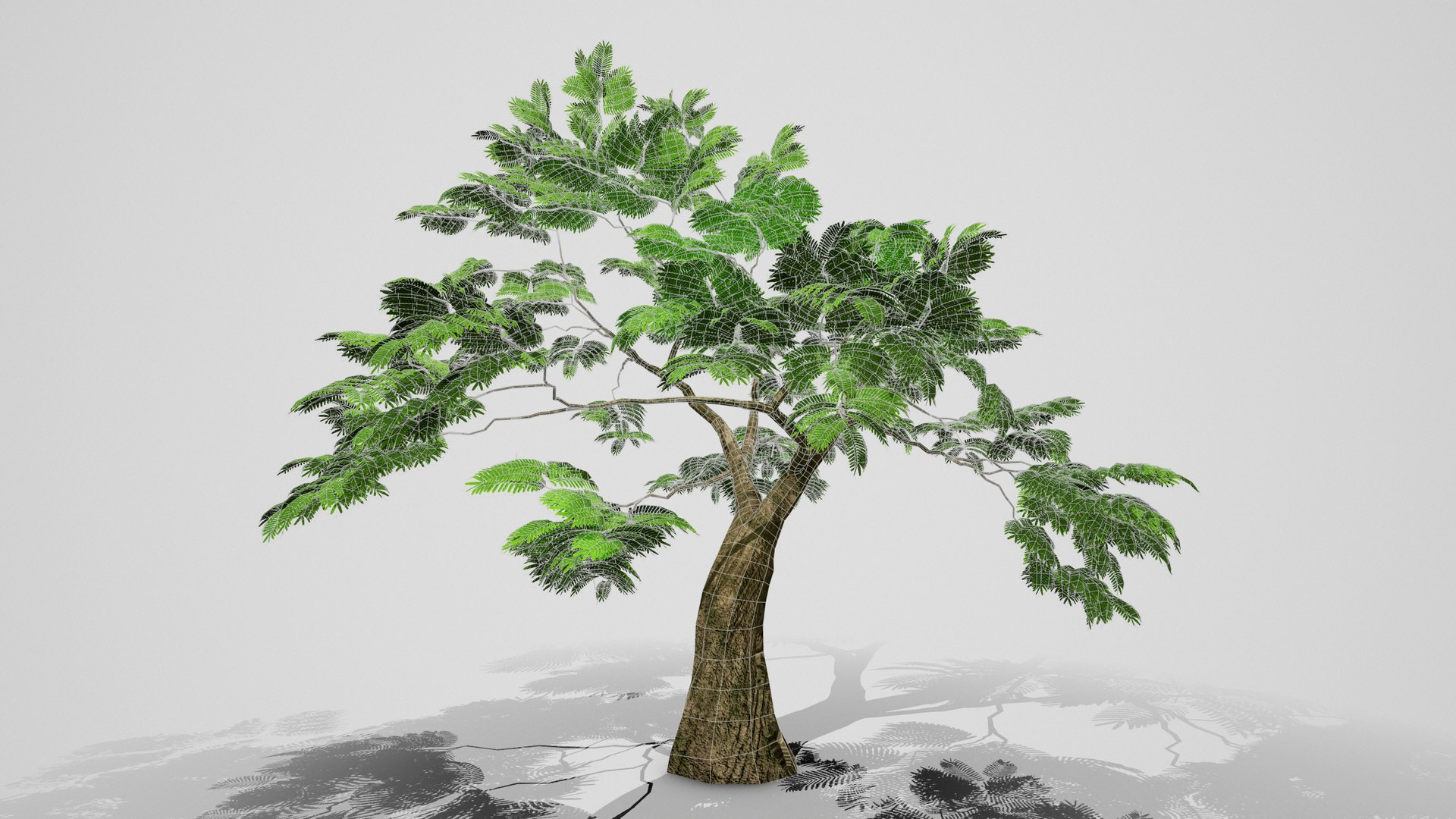 Acacia Tree 3D Model - TurboSquid 1640060