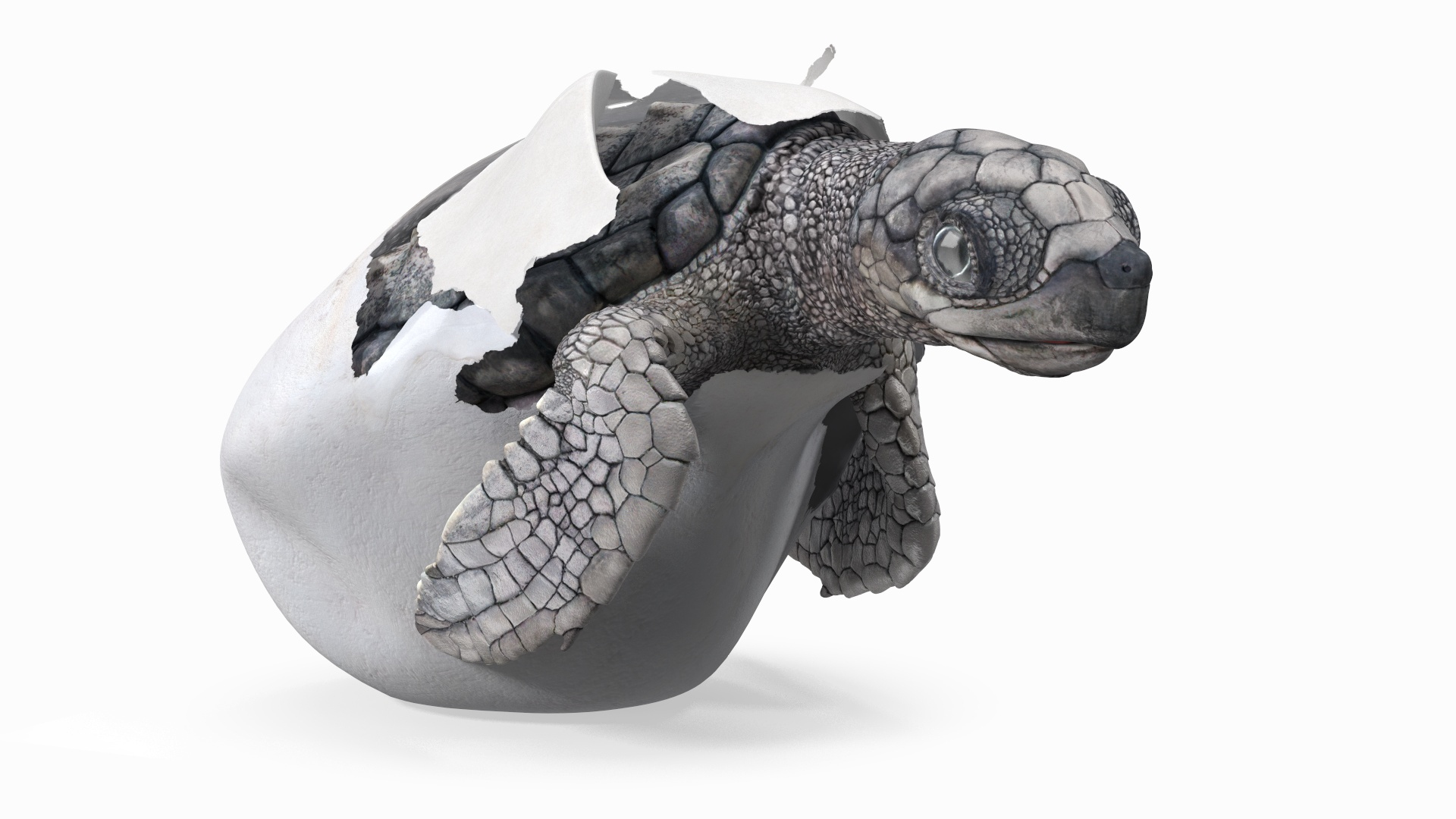 3D Sea Turtle Hatchling Emerging From Egg - TurboSquid 2202574