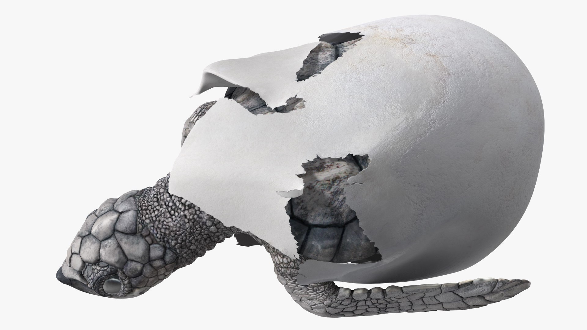 3D Sea Turtle Hatchling Emerging From Egg - TurboSquid 2202574