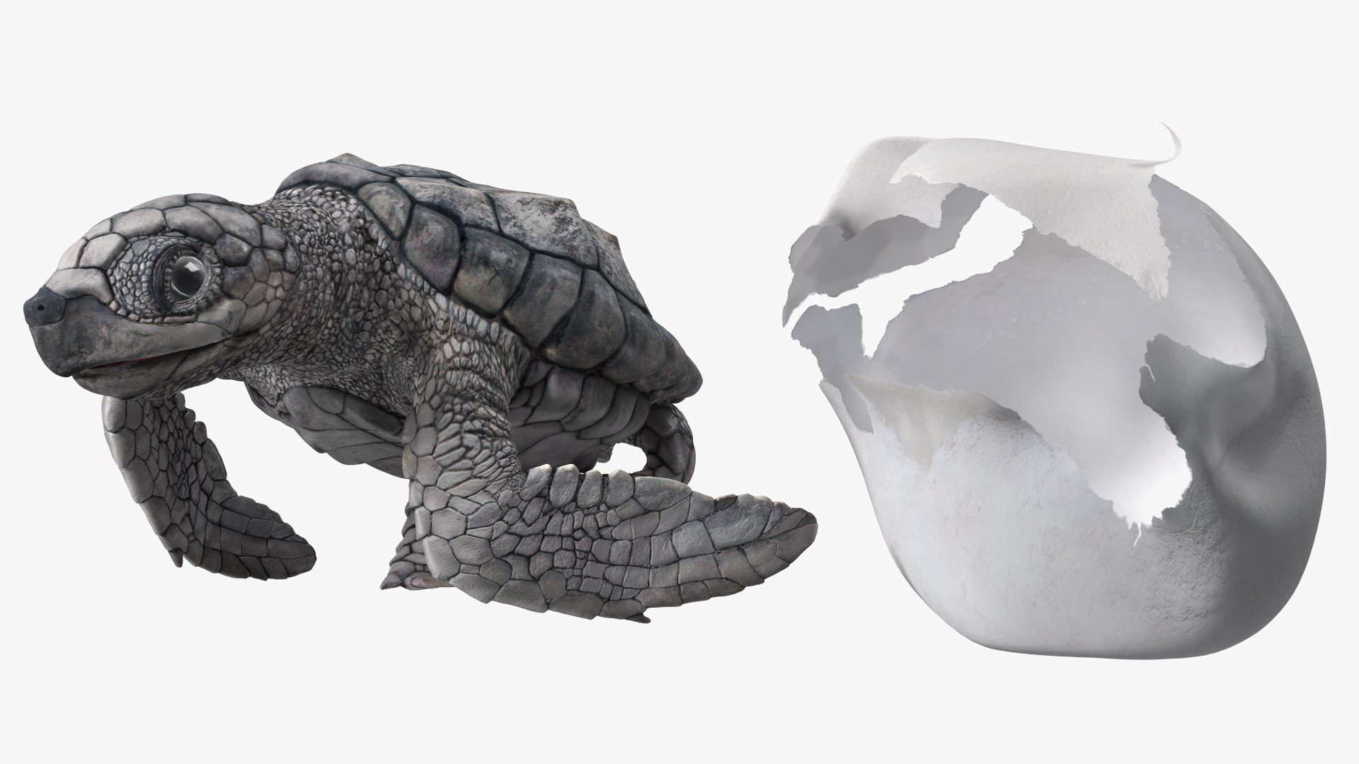 3D Sea Turtle Hatchling Emerging From Egg - TurboSquid 2202574