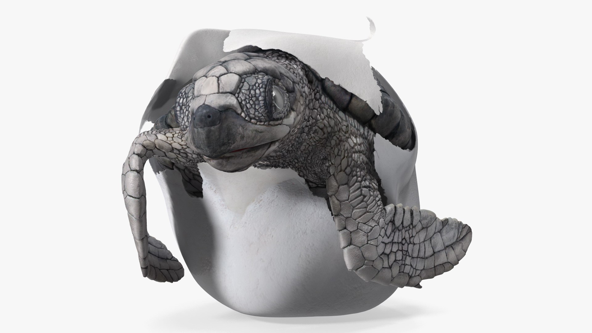 3D Sea Turtle Hatchling Emerging From Egg - TurboSquid 2202574