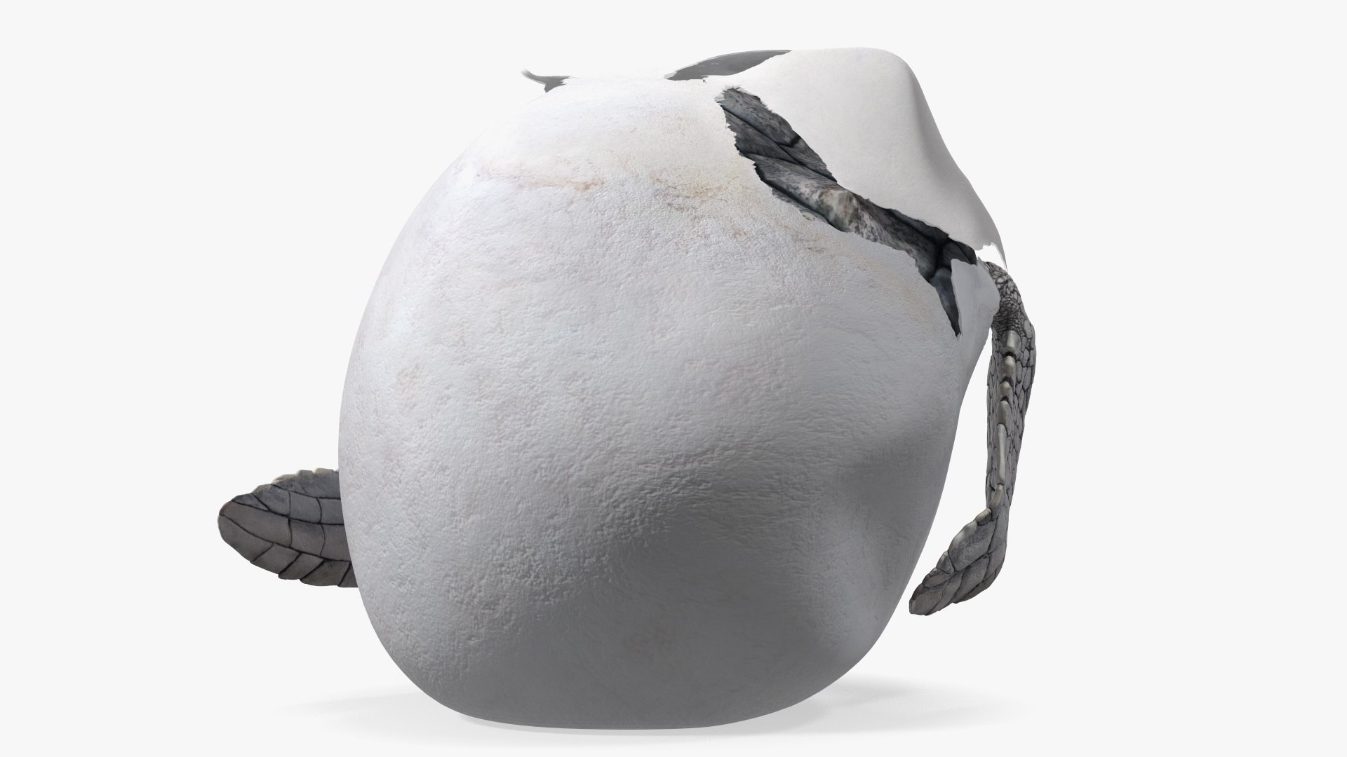 3D Sea Turtle Hatchling Emerging From Egg - TurboSquid 2202574