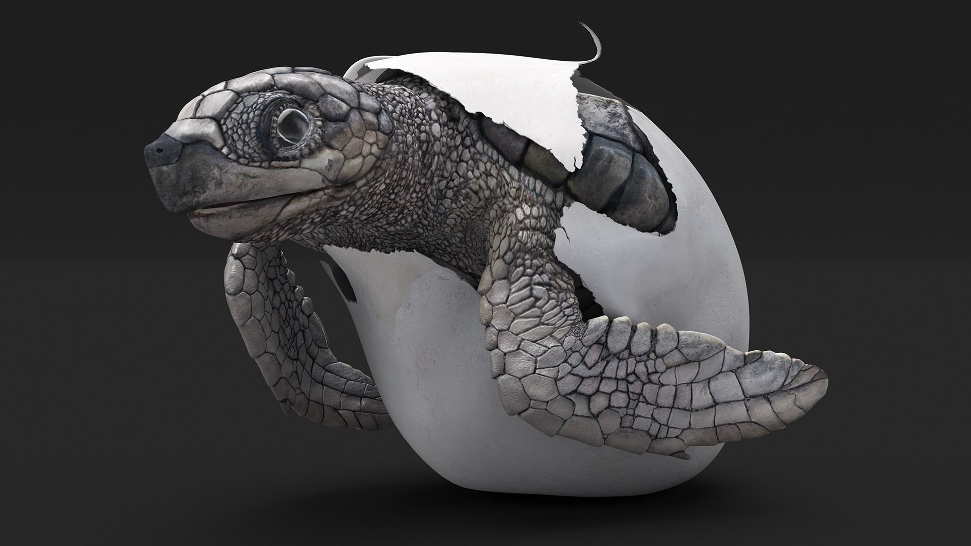 3D Sea Turtle Hatchling Emerging From Egg - TurboSquid 2202574