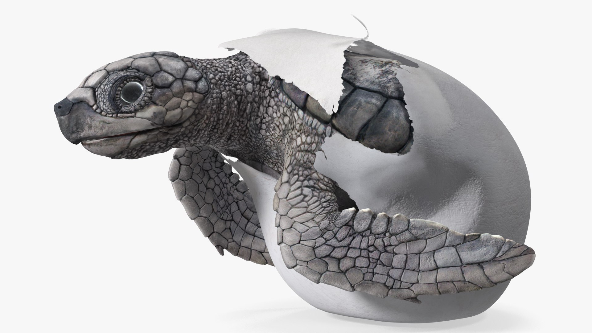 3D Sea Turtle Hatchling Emerging From Egg - TurboSquid 2202574