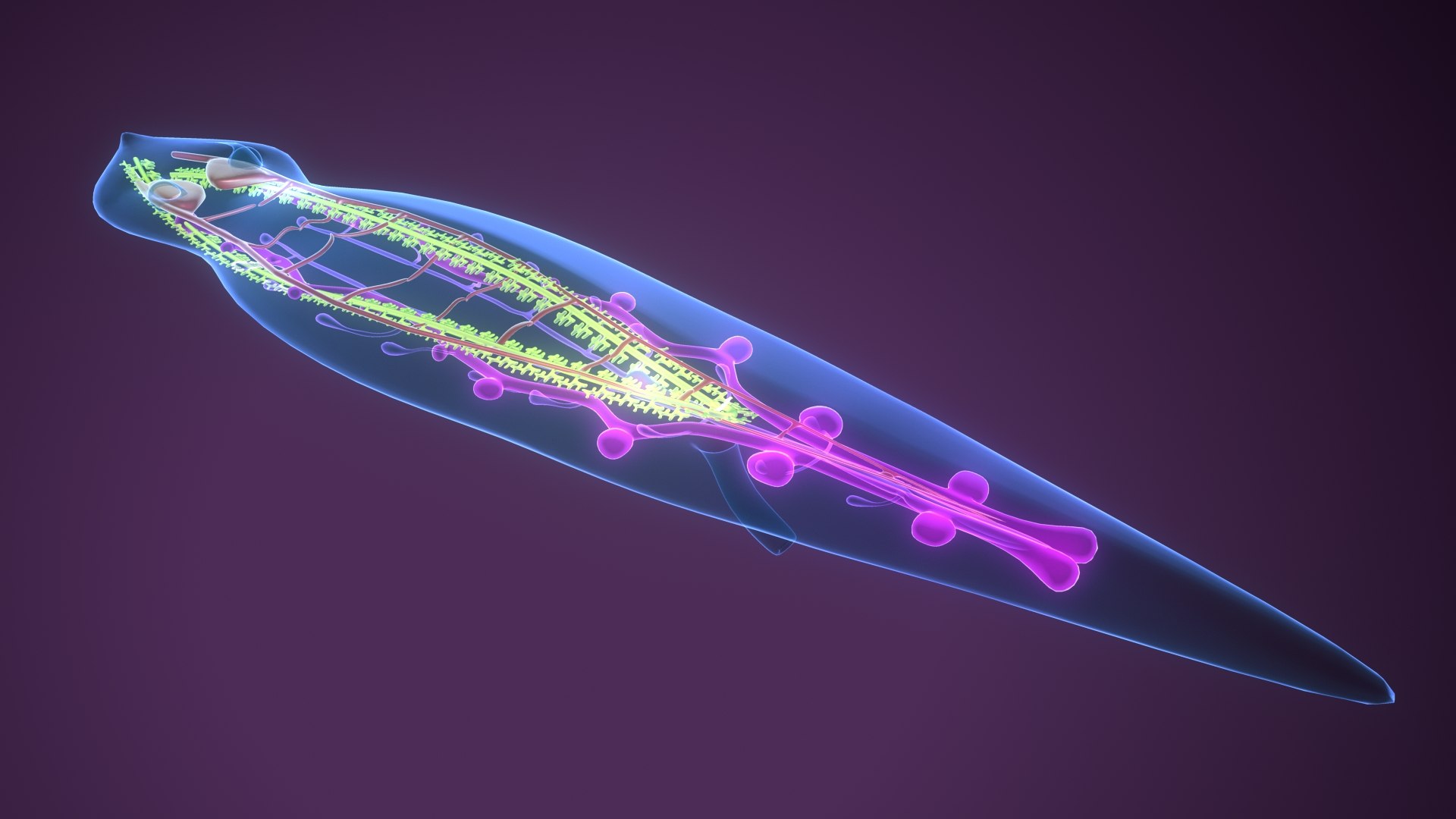 Planarian Flatworm 3D - TurboSquid 1820360