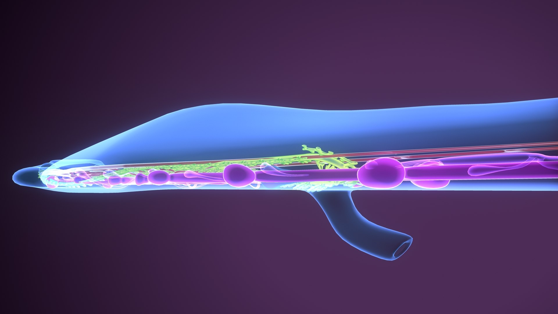Planarian Flatworm 3D - TurboSquid 1820360