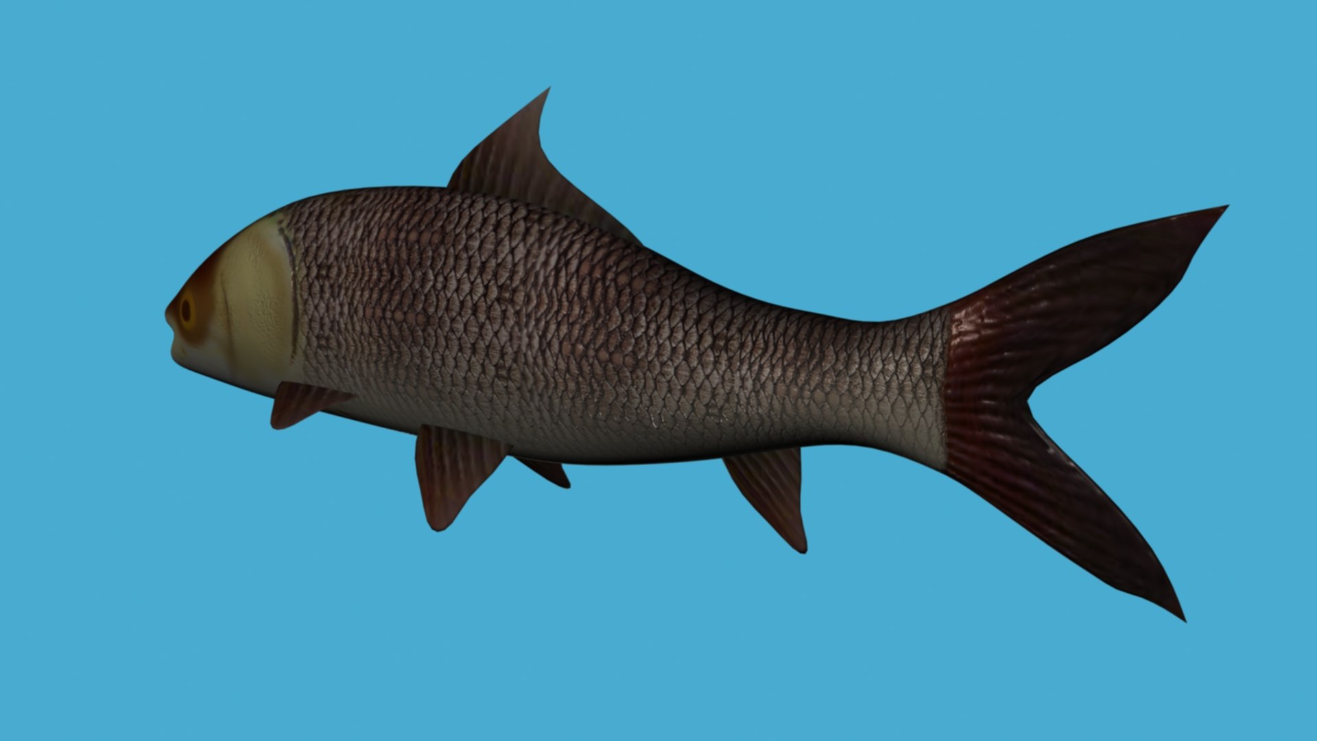 Carp fish pair 3D model - TurboSquid 2043653