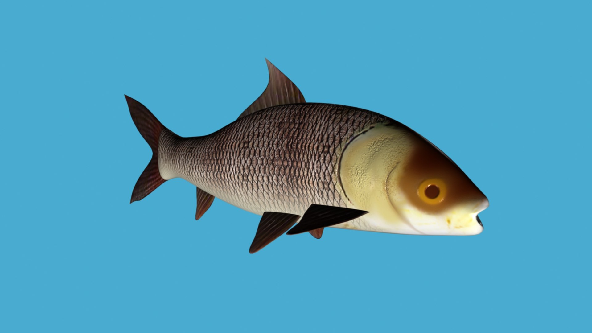 Carp fish pair 3D model - TurboSquid 2043653