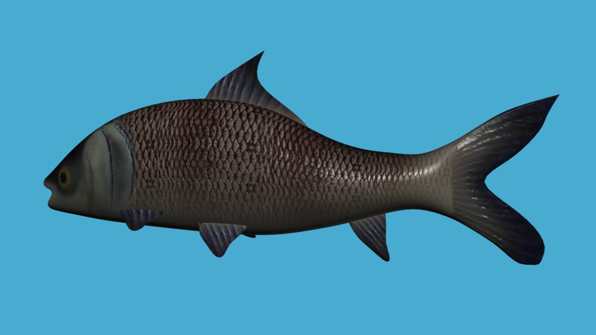 Carp fish pair 3D model - TurboSquid 2043653
