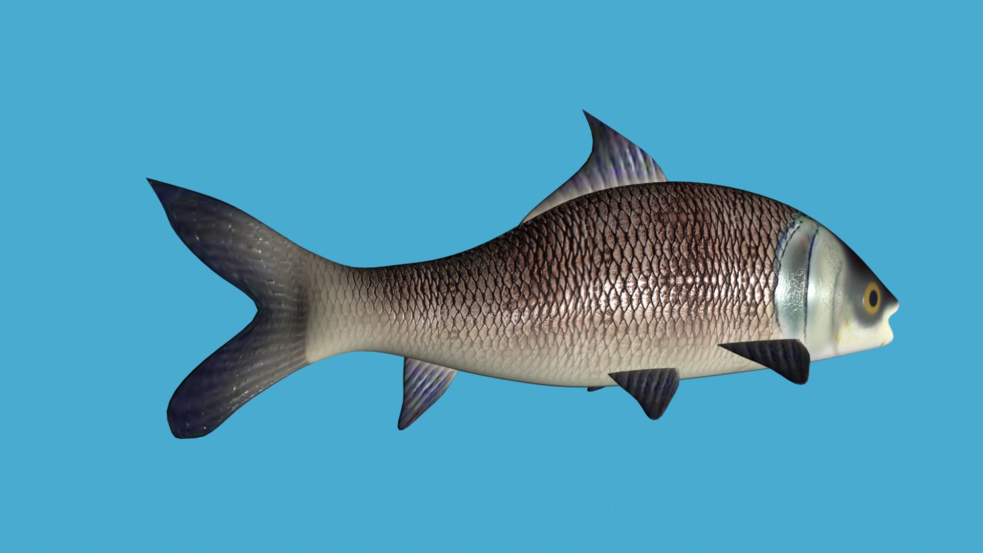 Carp fish pair 3D model - TurboSquid 2043653