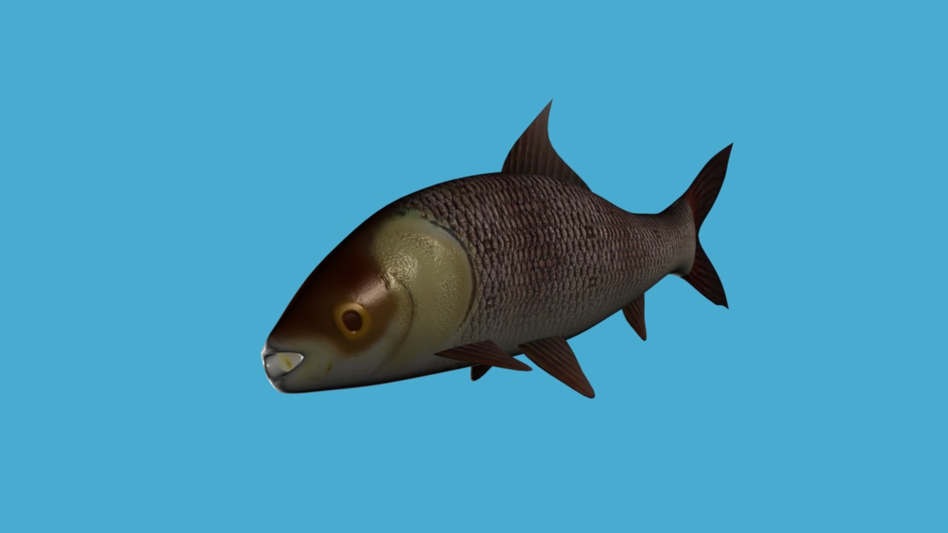 Carp fish pair 3D model - TurboSquid 2043653