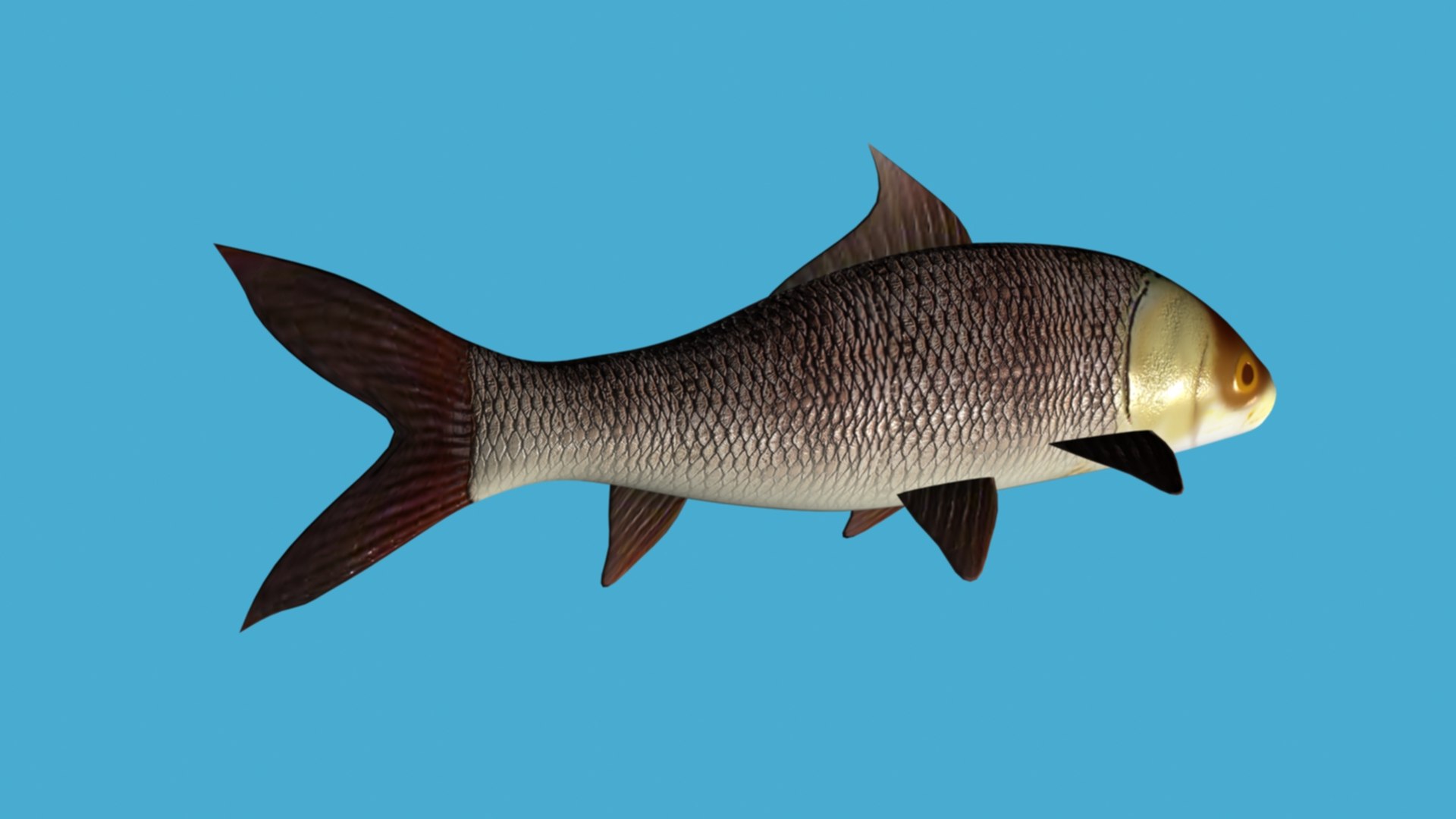 Carp fish pair 3D model - TurboSquid 2043653