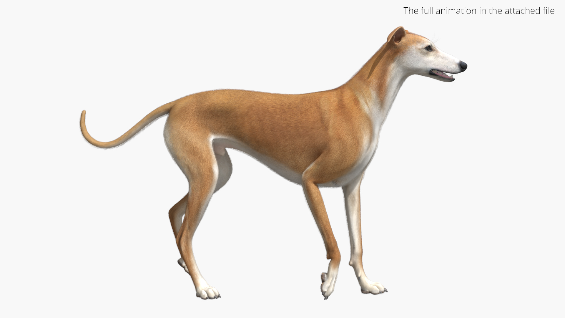 3D Model Greyhound Fur Rigged For Blender Animated Set - TurboSquid 2505247
