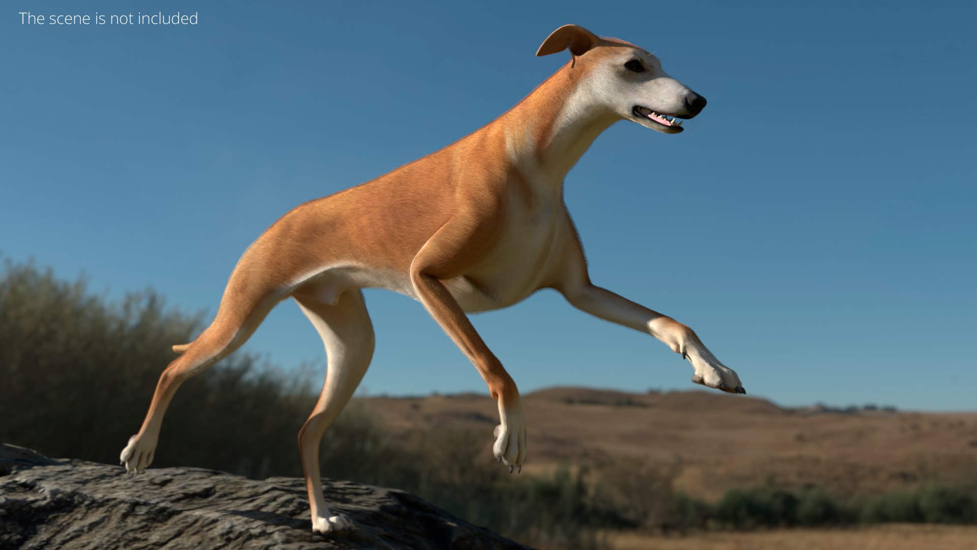 3D Model Greyhound Fur Rigged For Blender Animated Set - TurboSquid 2505247