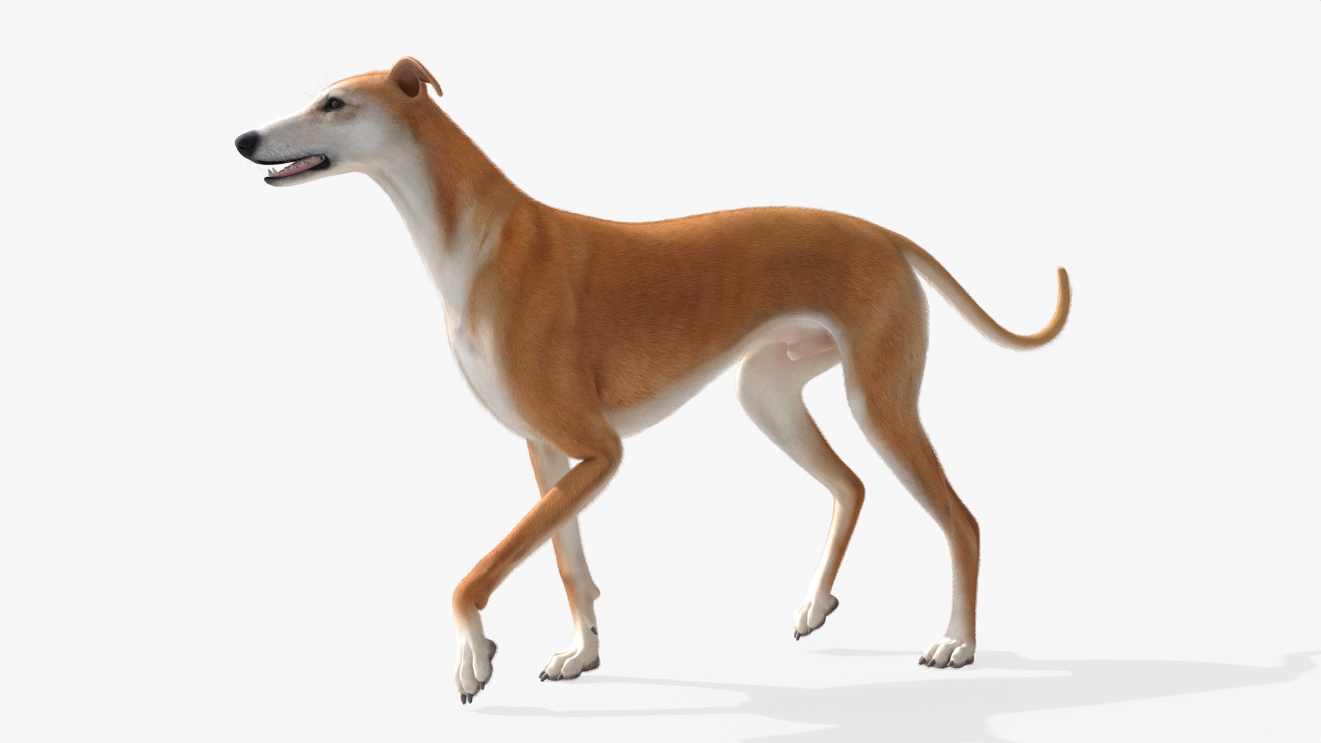 3D Model Greyhound Fur Rigged For Blender Animated Set - TurboSquid 2505247