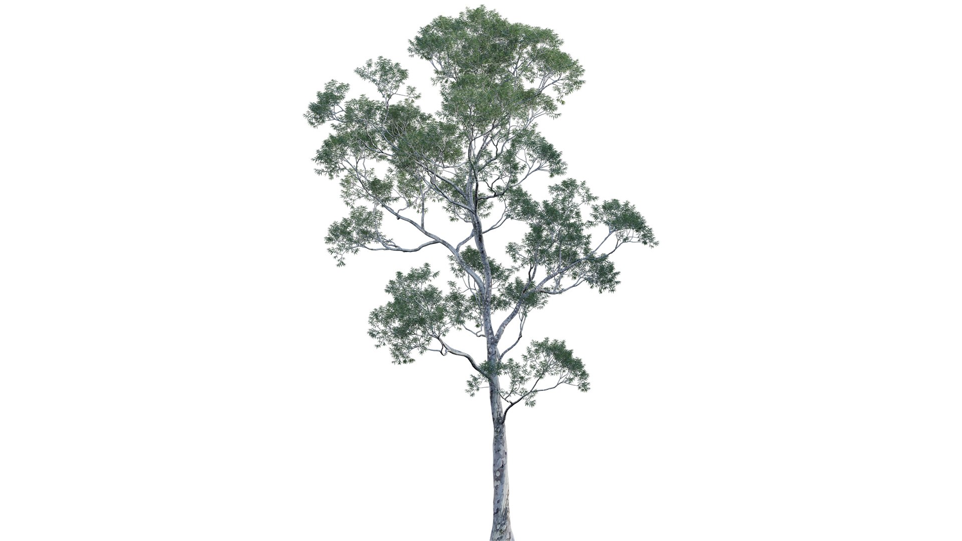 3D Eucalyptus Saligna - Sydney Blue Gum 02 - TurboSquid 2069036
