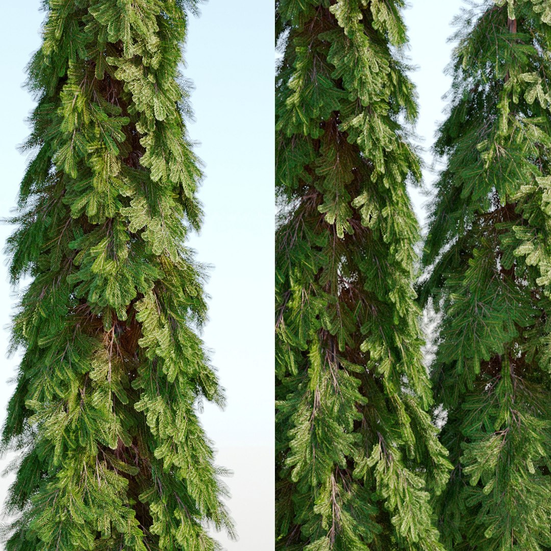 Weeping White Spruce 3D - TurboSquid 1936942