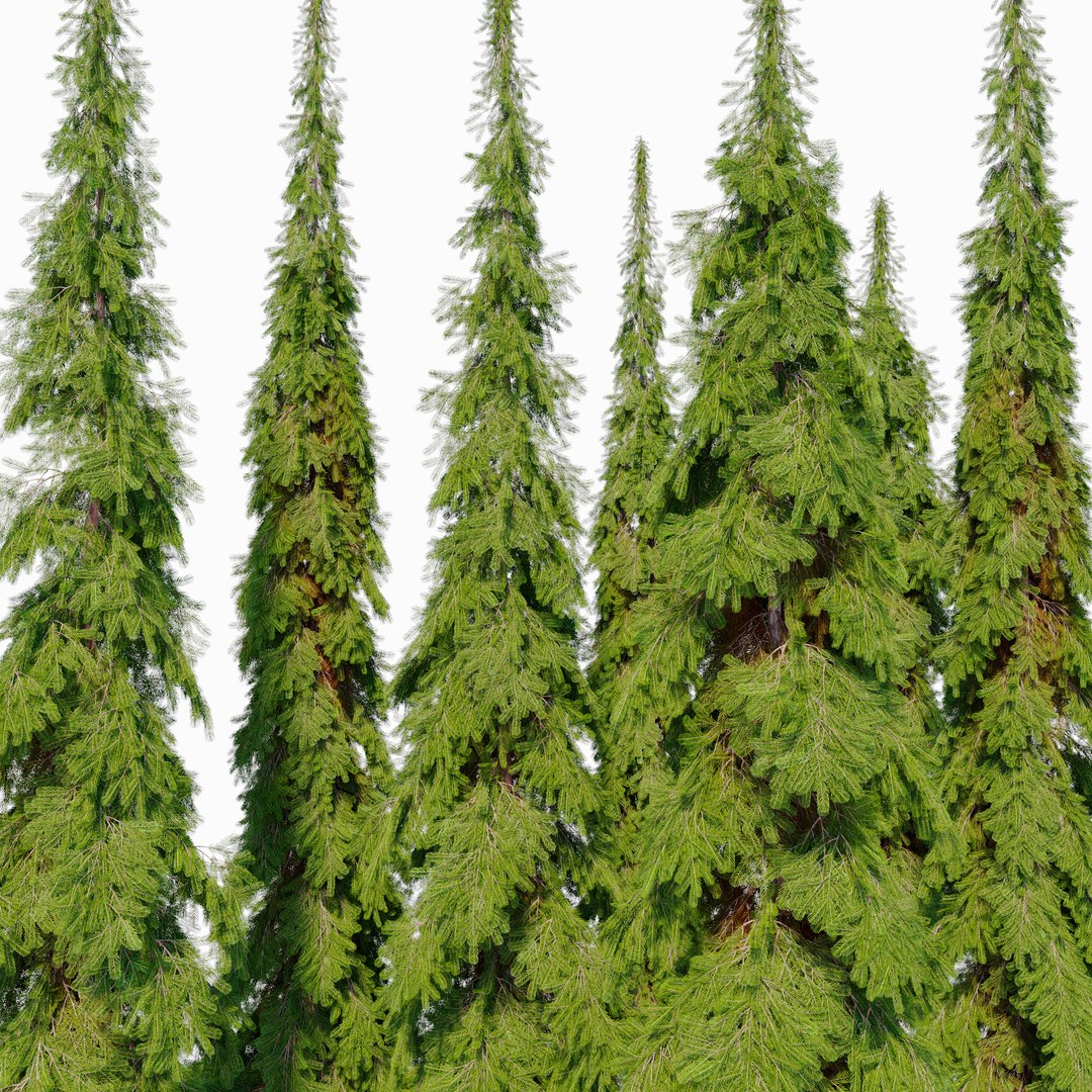 Weeping White Spruce 3D - TurboSquid 1936942