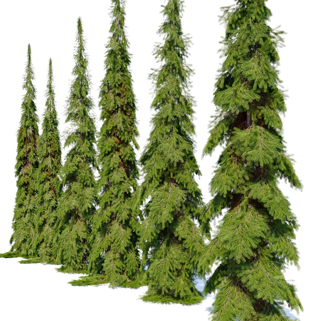 Weeping White Spruce 3D - TurboSquid 1936942
