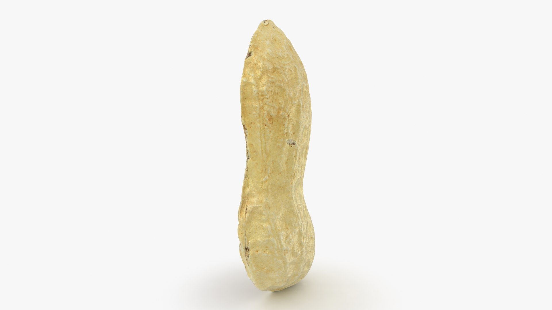 Open Peanut Shell 02 3D model - TurboSquid 1958913