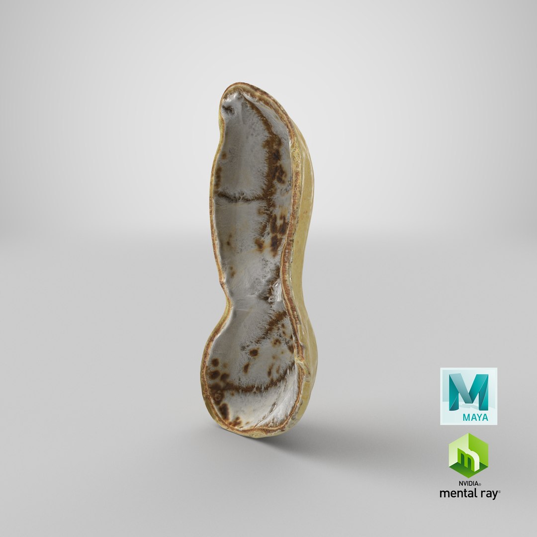 Open Peanut Shell 02 3D Model - TurboSquid 1958913