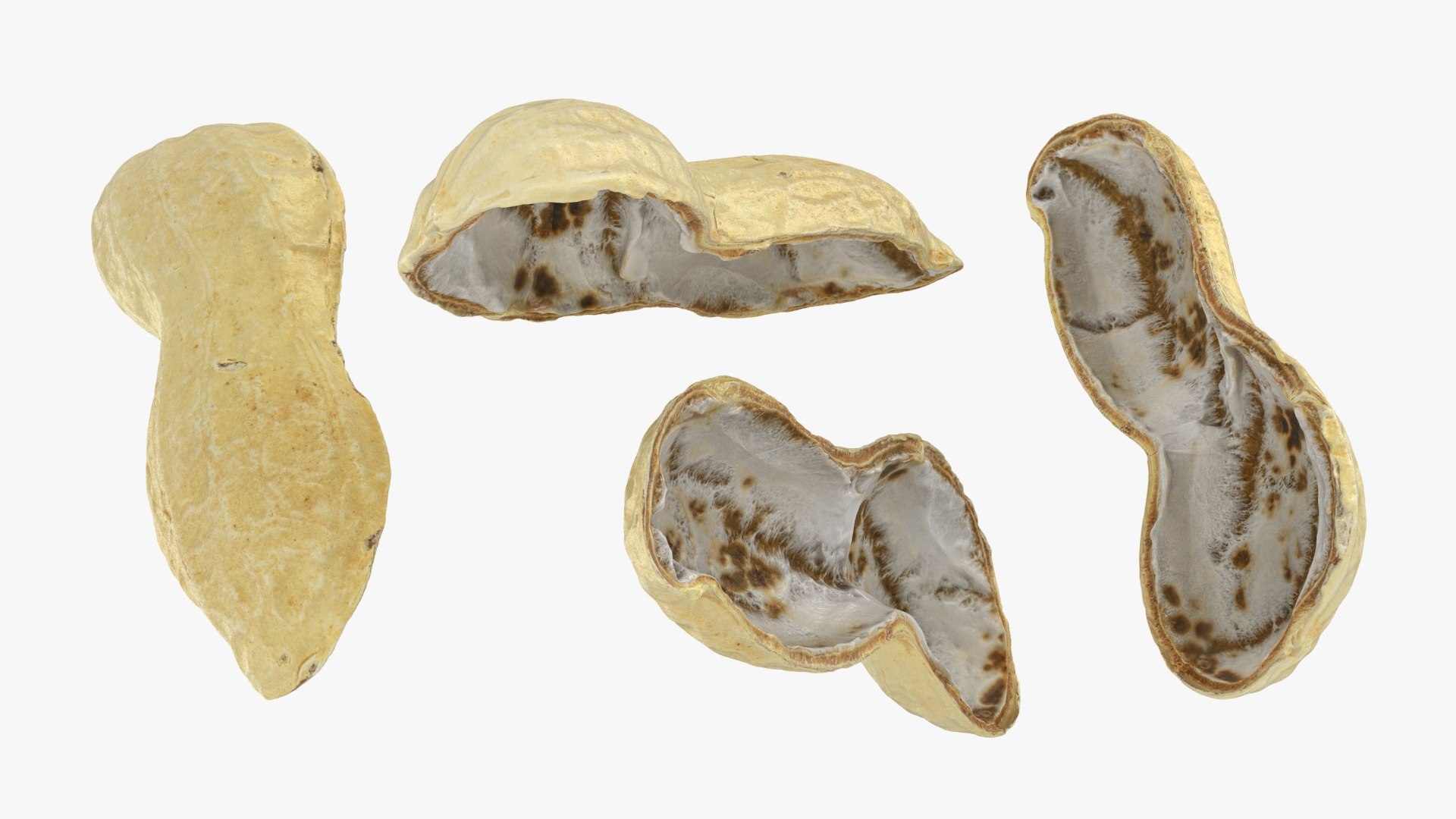 Open Peanut Shell 02 3D model - TurboSquid 1958913