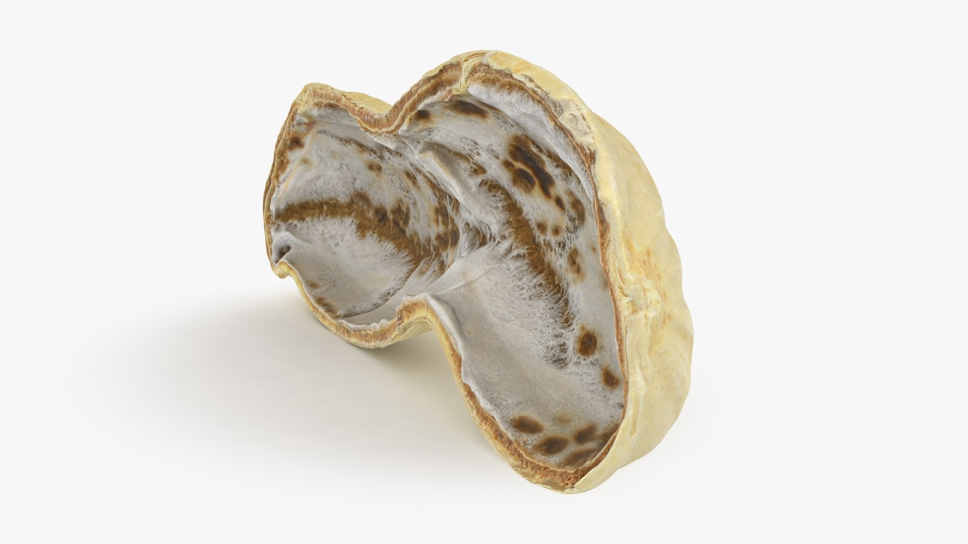 Open Peanut Shell 02 3D model - TurboSquid 1958913