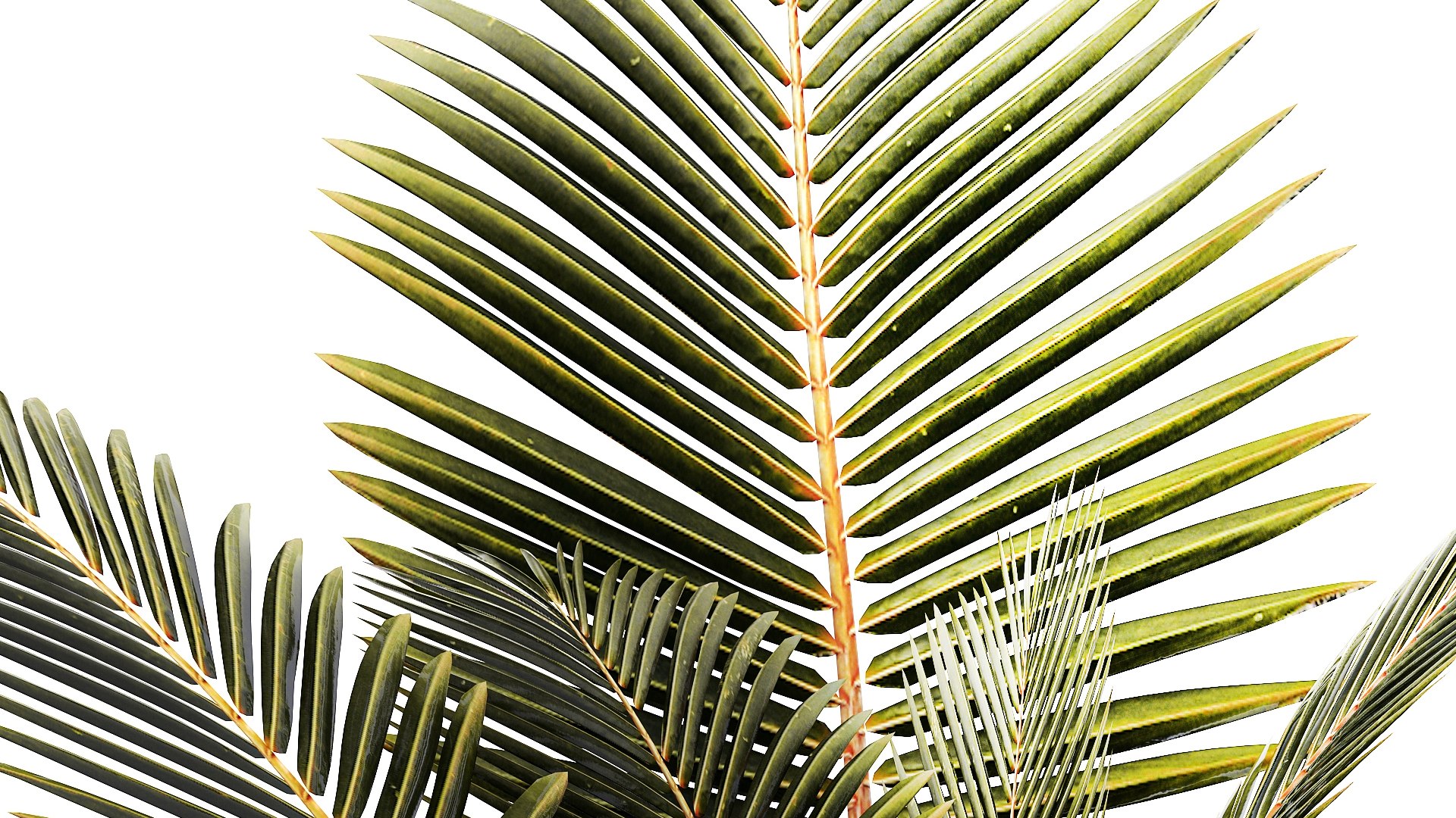 Small Bush Potted Plant Coconut Palm Nucifera 1470 3D model ...