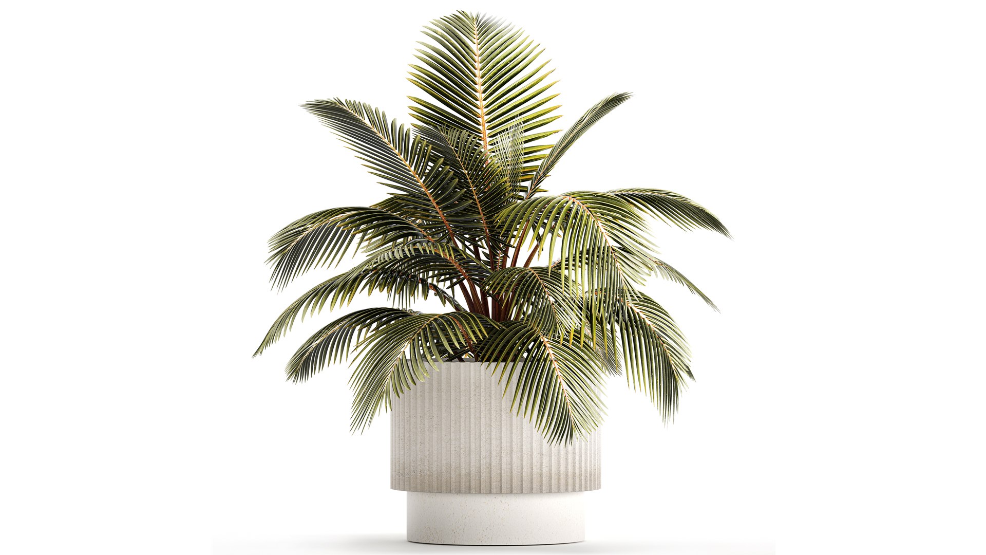 Small Bush Potted Plant Coconut Palm Nucifera 1470 3D model ...