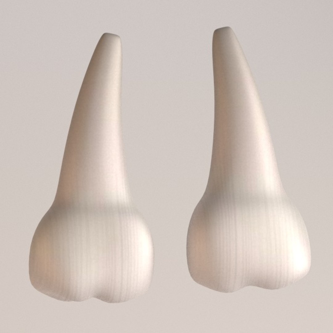 Premolar 3d Model
