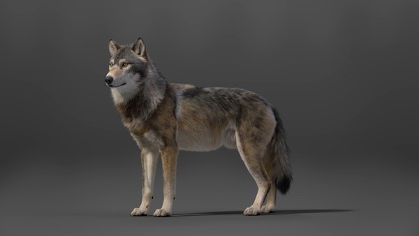 modelo 3d Wolf Animation - TurboSquid 2077290