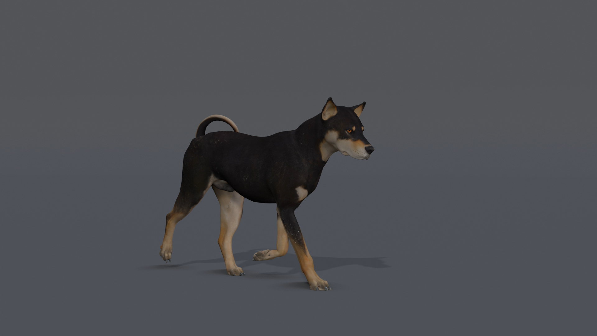 Four-Eyed Dog Animated 3D - TurboSquid 2077289