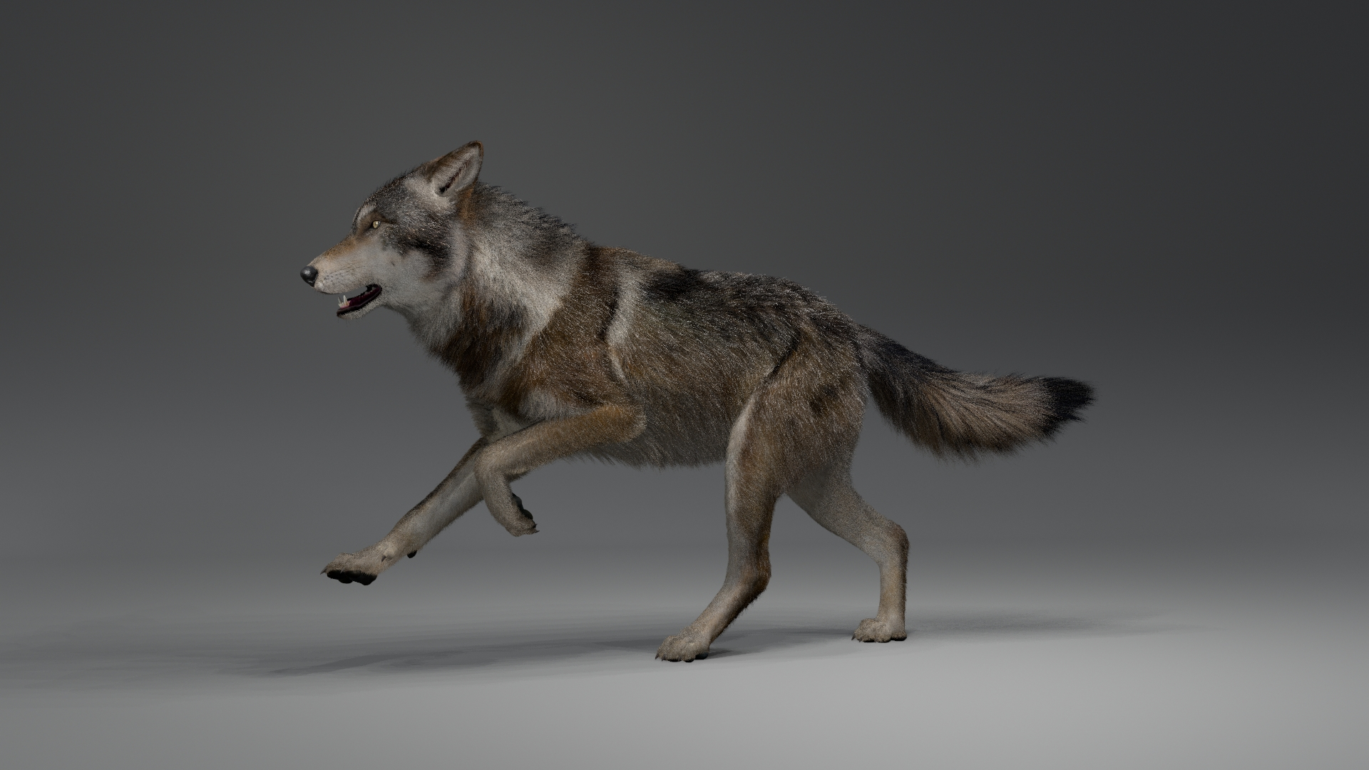 Animation Running Wolf Fluent Badger ECatalogue Spring 2025 By Haven