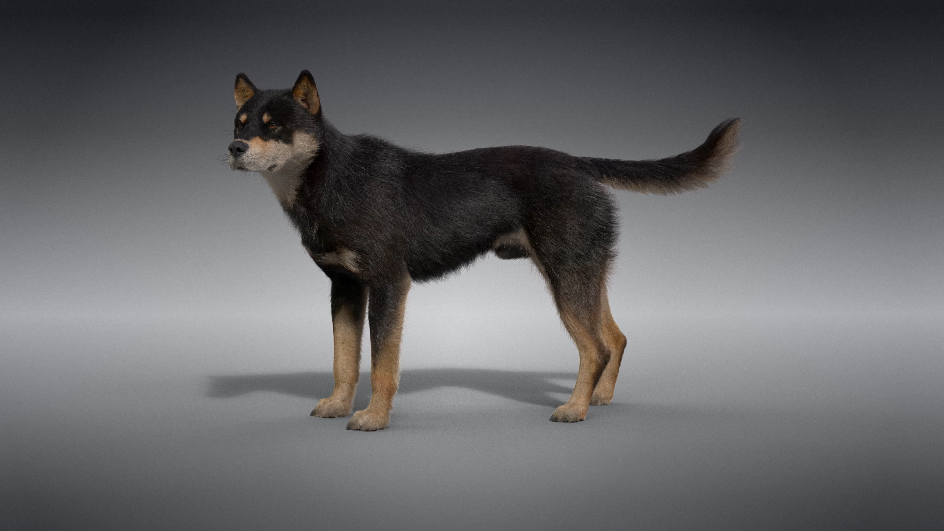 Four-Eyed Dog Animated 3D - TurboSquid 2077289