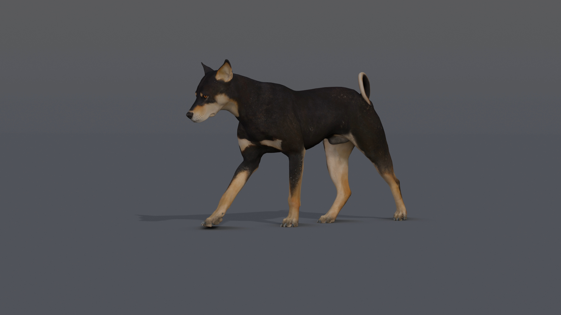 Four-Eyed Dog Animated 3D - TurboSquid 2077289