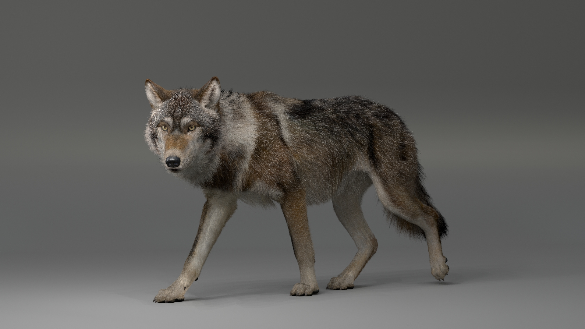 Wolf Animation 3D model - TurboSquid 2077290